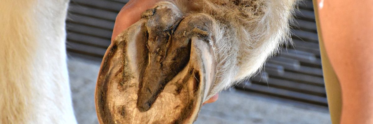 Comment lutter contre la fourchette pourrie ? - Blog - Chasse pêche et ...